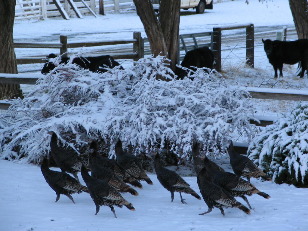 Hunting & Rec | Wittman Farms